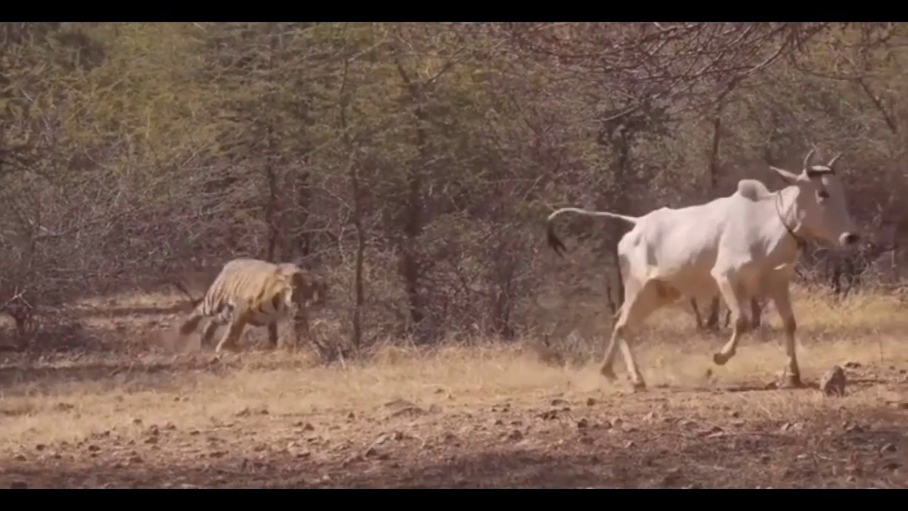 孟加拉虎捕獵牛 Bengal tiger hunting cattle - YouTube