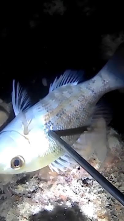 Isdang logsu at lipstikan - YouTube