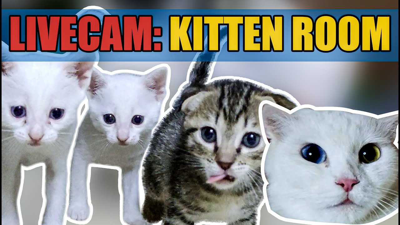 kittens live stream with street cat Snow and her 4 kittens - day 68 ...