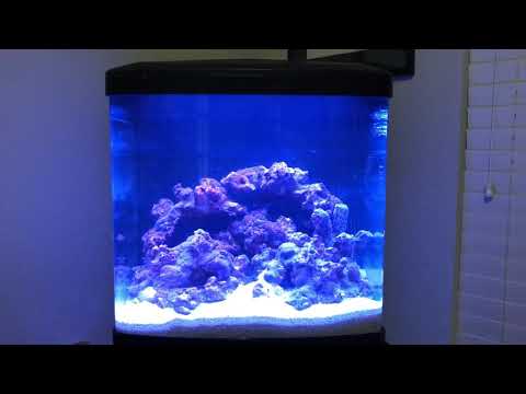 32g Biocube - Update 1 (Day 1) - YouTube