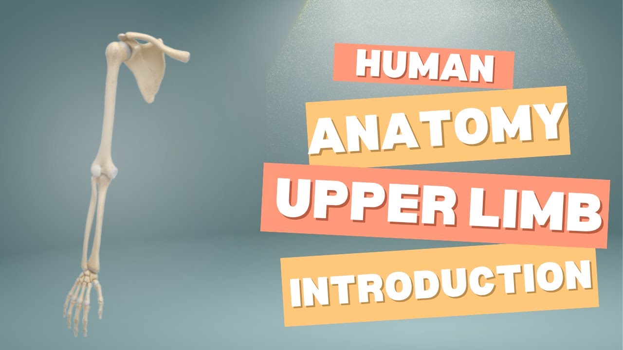 Introduction | Upper Limb | Human Anatomy | Summary |B.D chourasias ...