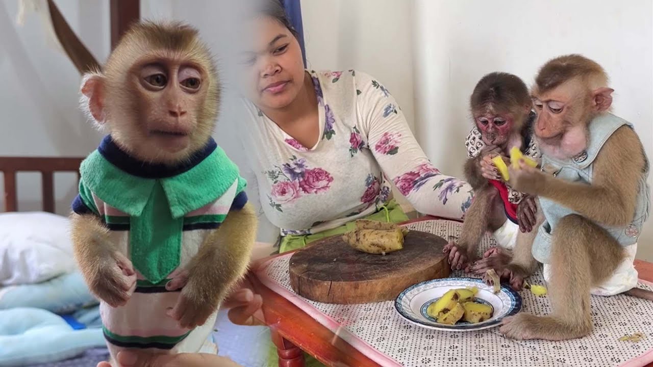 Monkey energy lights the home 🐒 #JoyTime #MonkeyVibes - YouTube