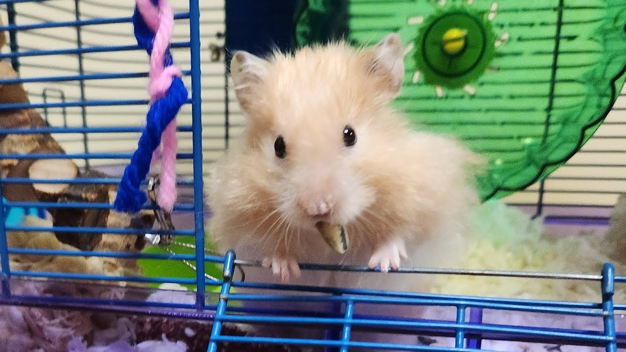 Cutie Mix(part 2) - YouTube