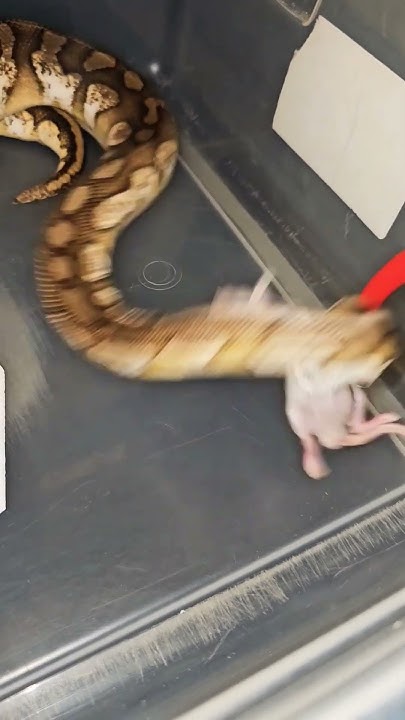 Picky Male Python Only Eats Mice - YouTube