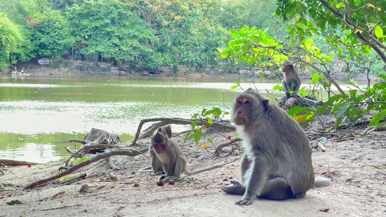 Oho, Mama brings little monkeys to eat near the lake looks | Kun ...