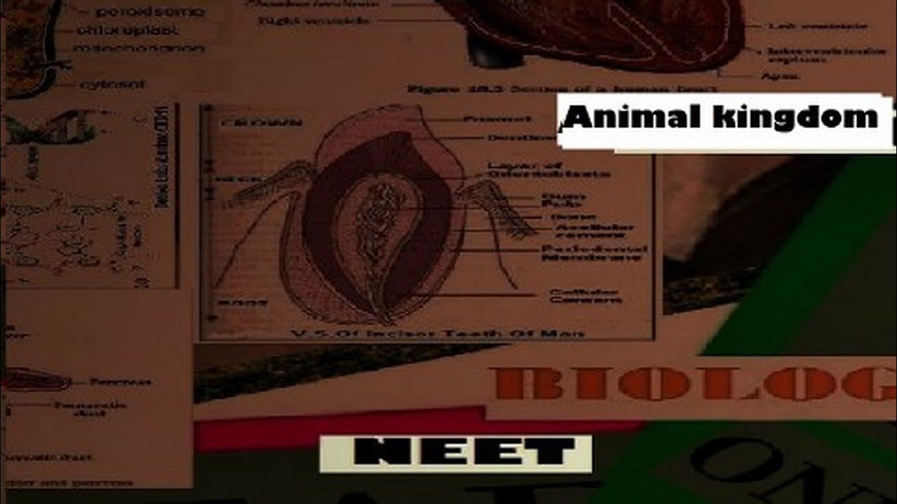 11th Biology phylum Echinodermata - YouTube