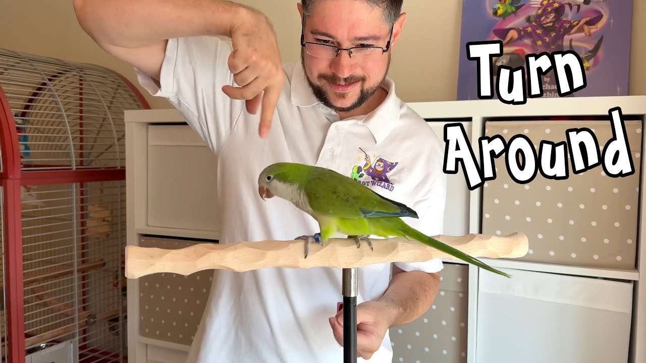 Quaker Parrot Turn-Around Trick - YouTube