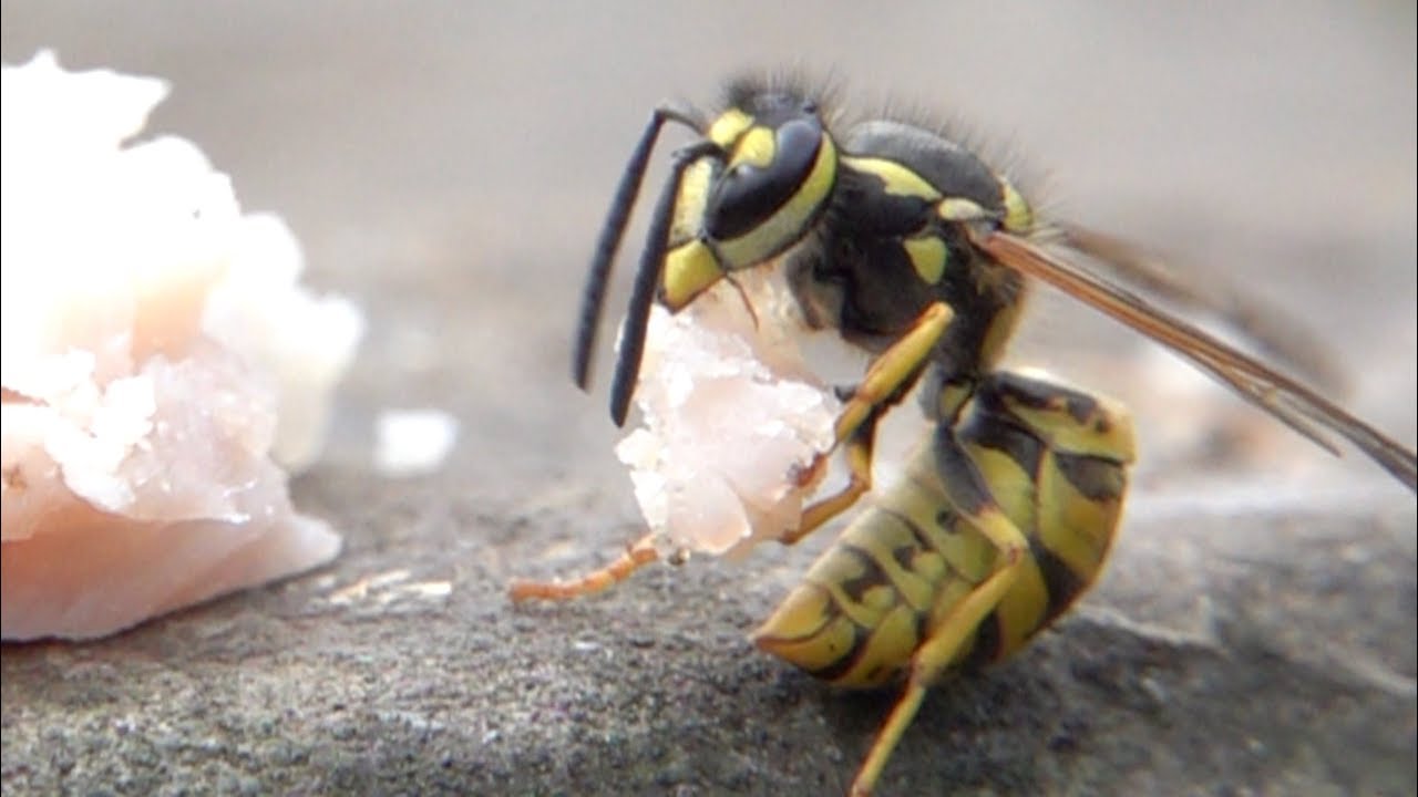 SONY RX10 IV slomo 500fps. Yellow jackets as flying heavy transporters ...