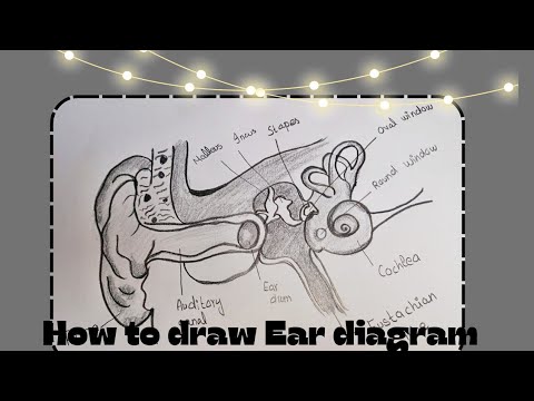 How to draw an ear diagram by PharmaEduVerse - YouTube