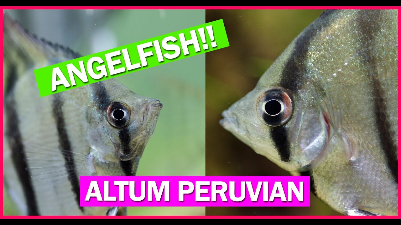 ALTUM PERUVIAN | PERU ALTUM ANGELFISH | 300 LITROS! - YouTube