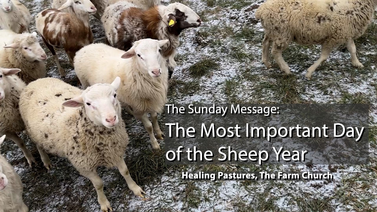 THE MOST IMPORTANT DAY of the SHEEP YEAR! Exposing the Ewes to the Rams ...