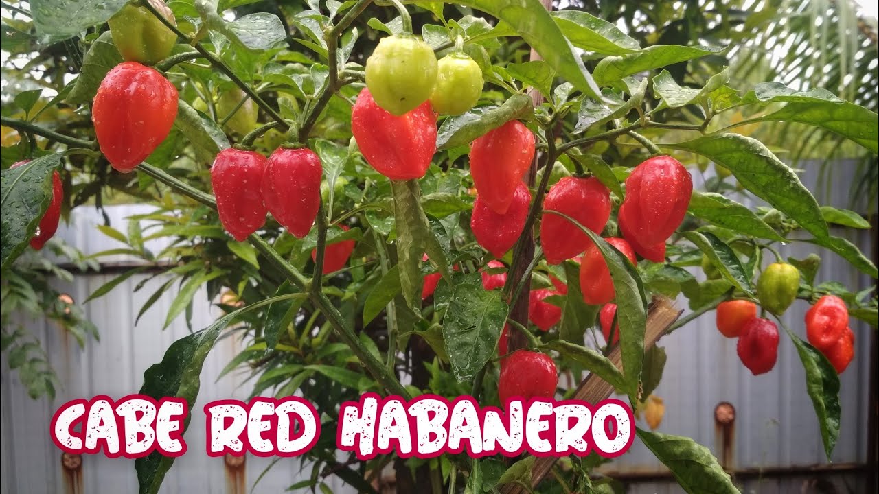 Cabe Red Habanero, Cabe terpedas di dunia - YouTube