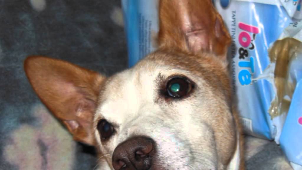 CIAO SNOOPY - YouTube