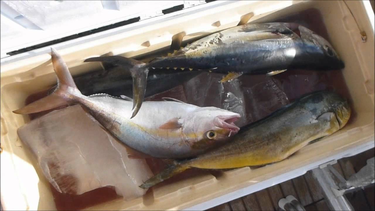 Fishing Adventures #82 - Jigging Trolling Tuna Mahi Amberjack Trevally ...