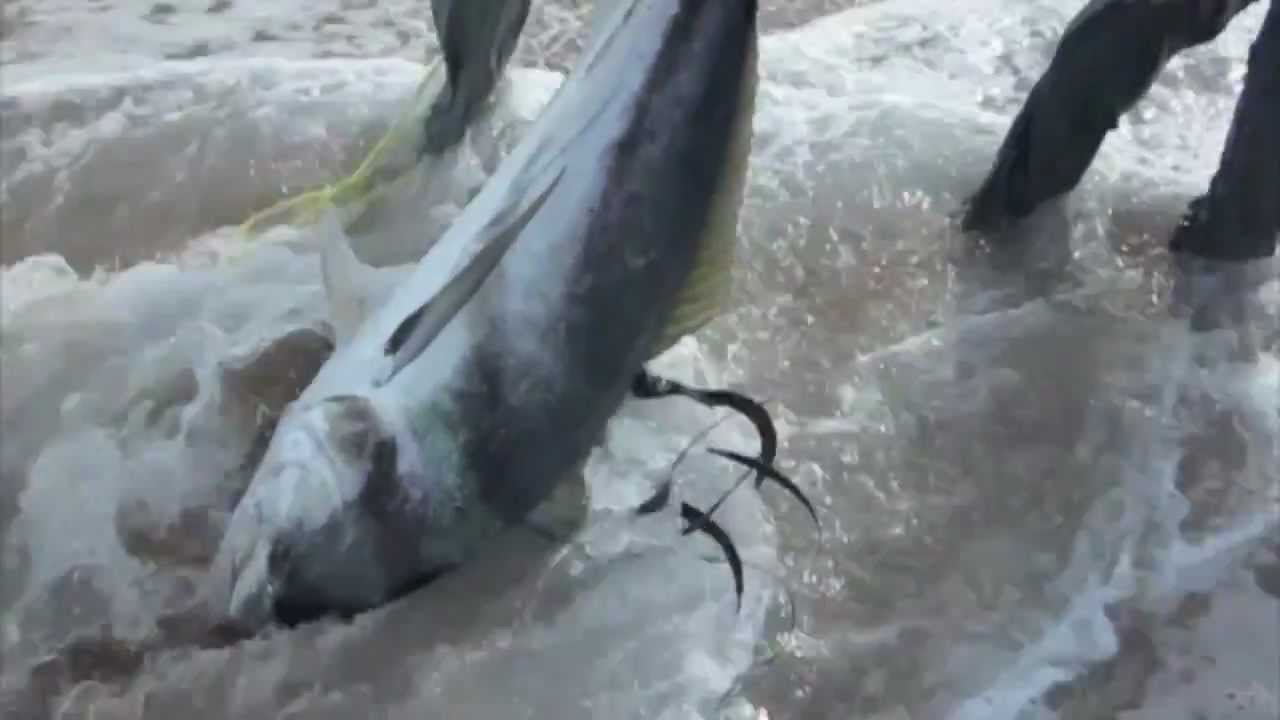 CTS. MEXICO. SURF. BIG ROOSTERFISH. - YouTube