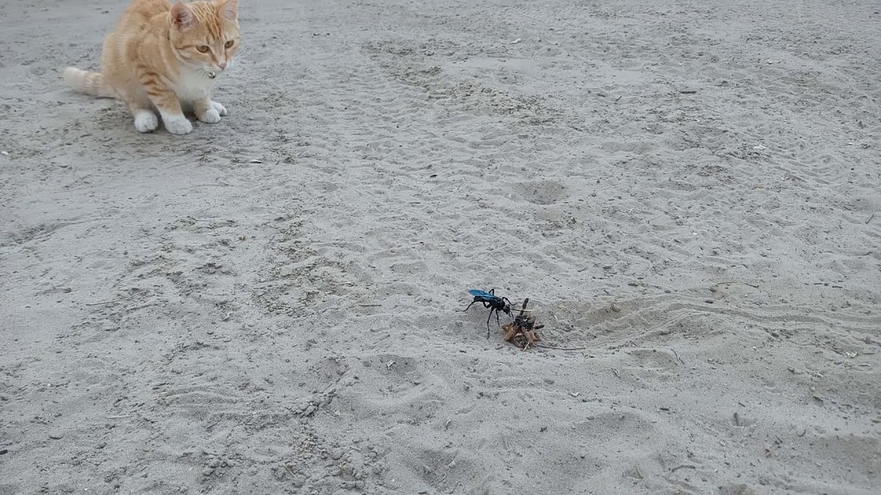 Cat vs giant wasp in Africa. - YouTube