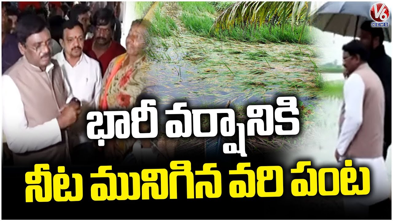Paddy Fields Submerged Under Water Due To Heavy Rain | Medak | V6 News ...