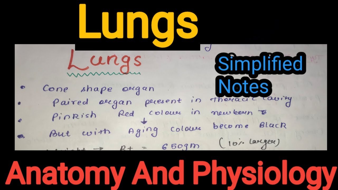 Notes Of Lungs (Respiratory System) in Anatomy And Physiology in Hindi ...