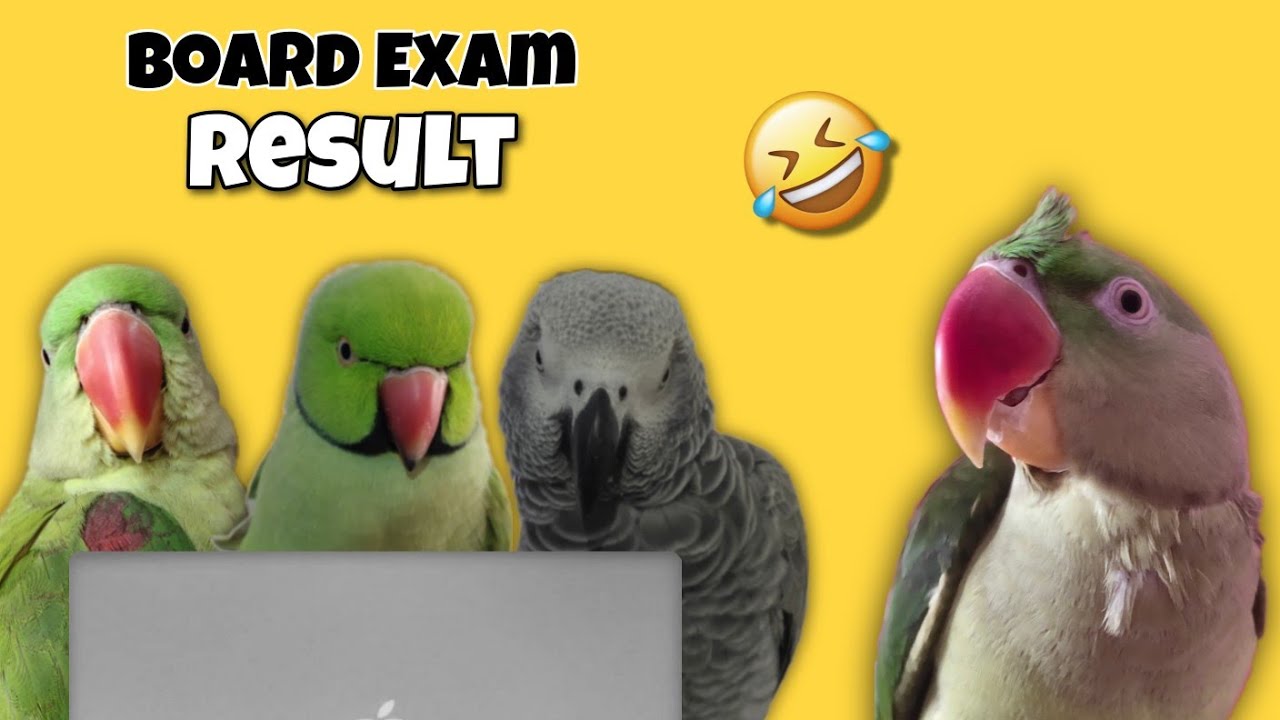 Happy Ka Board Exam Result 😂 - YouTube