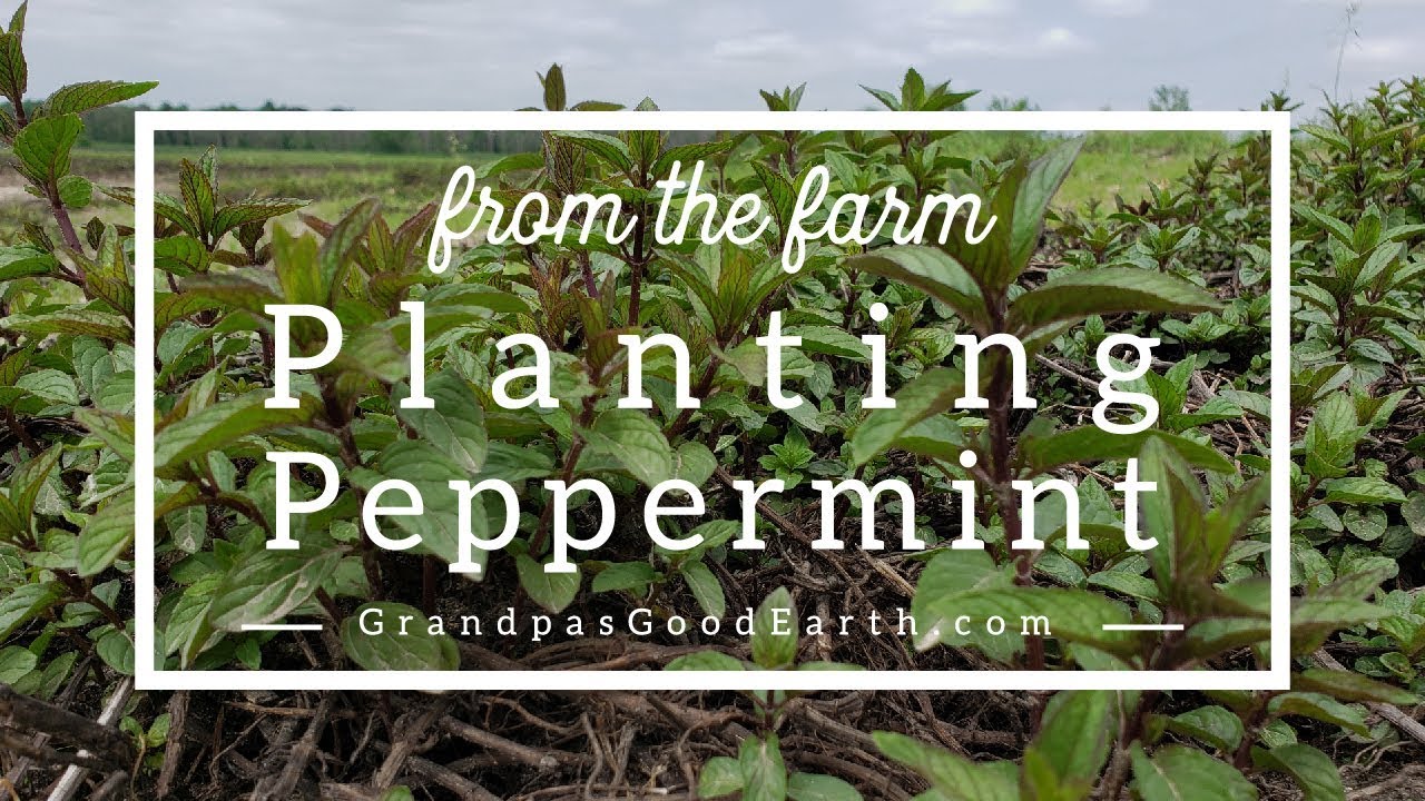 From the Farm - Planting Peppermint - YouTube
