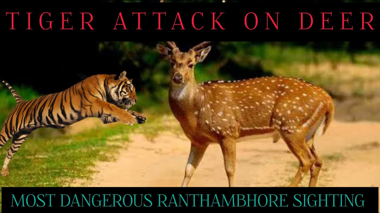 Epic Showdown: Tiger vs. Deer in the Wild | Ranthambhore National Park ...
