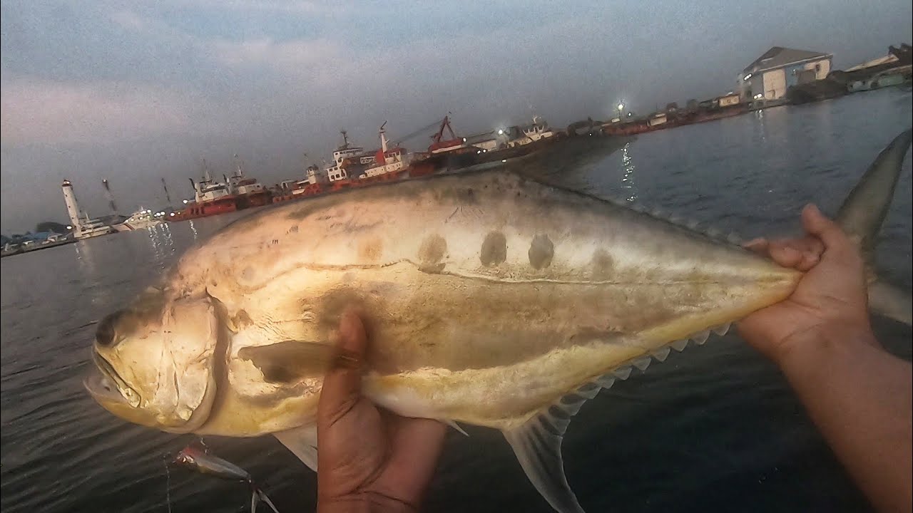 Mancing di Pelabuhan, Strike Ikan GEDE Lari Kencang - YouTube