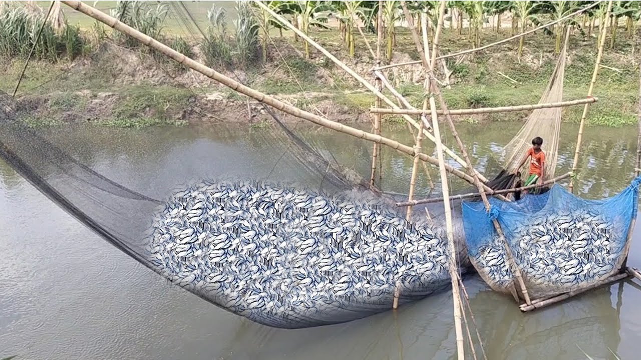 Amazing moment of catching tengra poti small fish with dry net in the ...