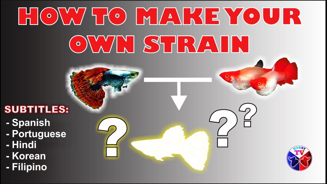 How To Make Your Own Guppy Fish Strain!!! - YouTube