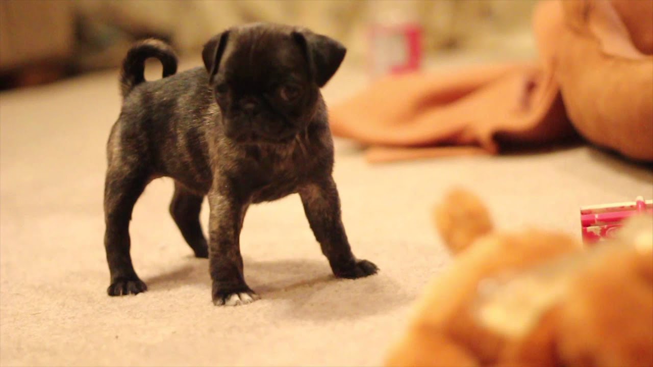 Olive the Brindle Pug Puppy - YouTube