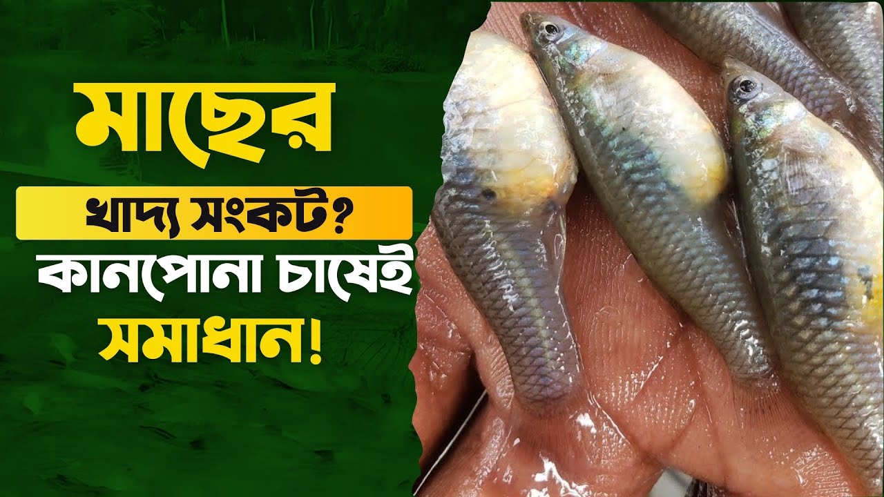মাছের খাদ্যের বিকল্প | কানপোনা চাষ সম্পর্কে জানুন | সহজ উপায়ে মাছের ...