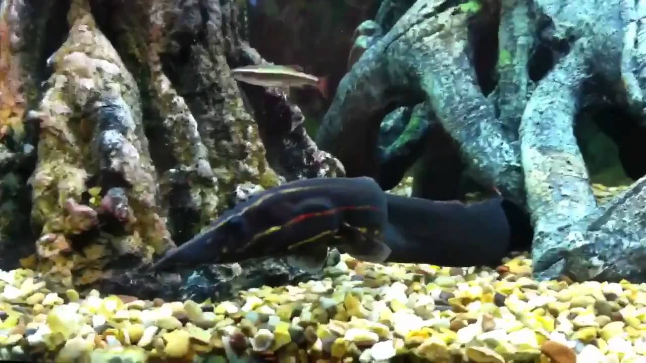 My red fire eel following my finger. - YouTube