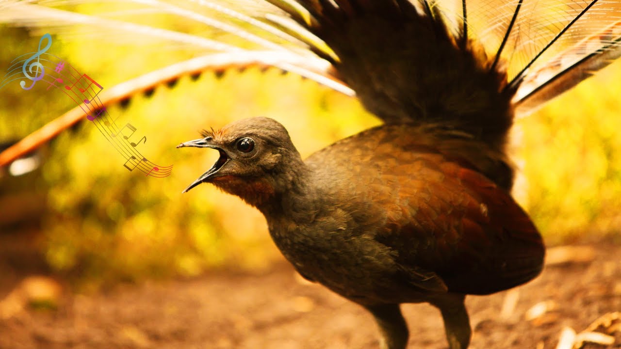 This Bird is a Copycat Extraordinaire: It Mimics Humans and It's ...