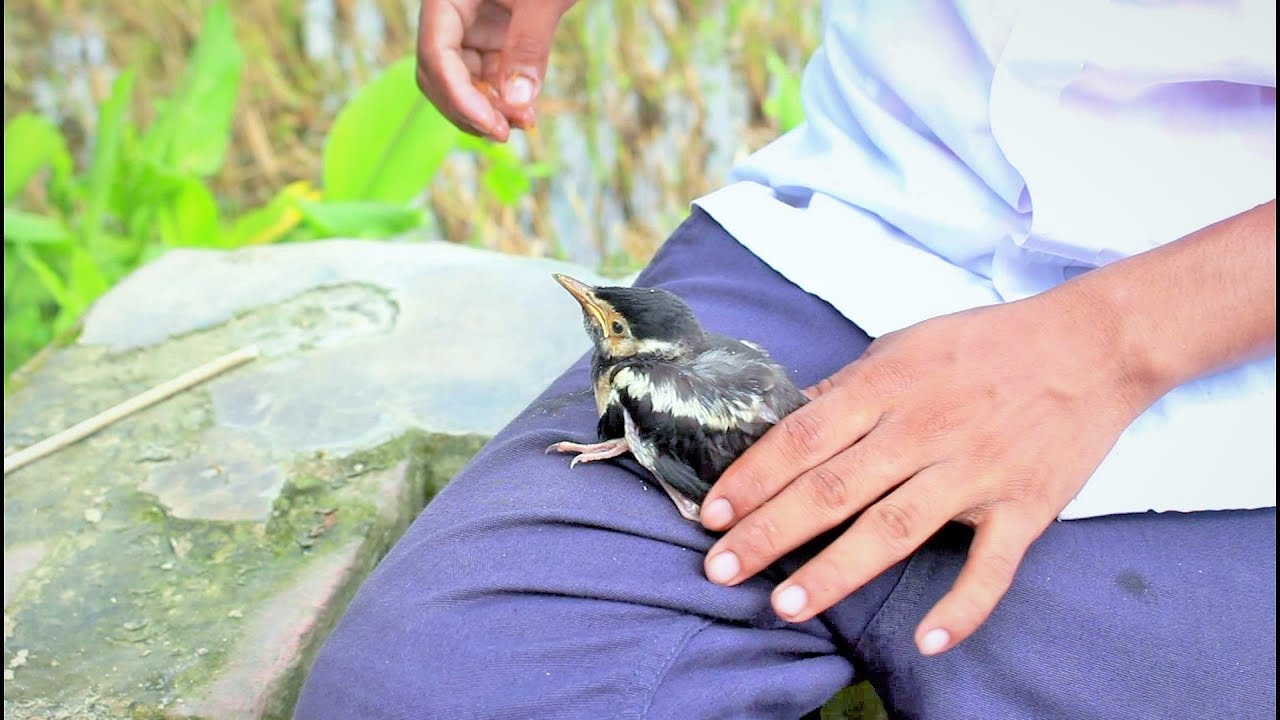 Homeless Bird - A Emotional Short Film 2018 - YouTube