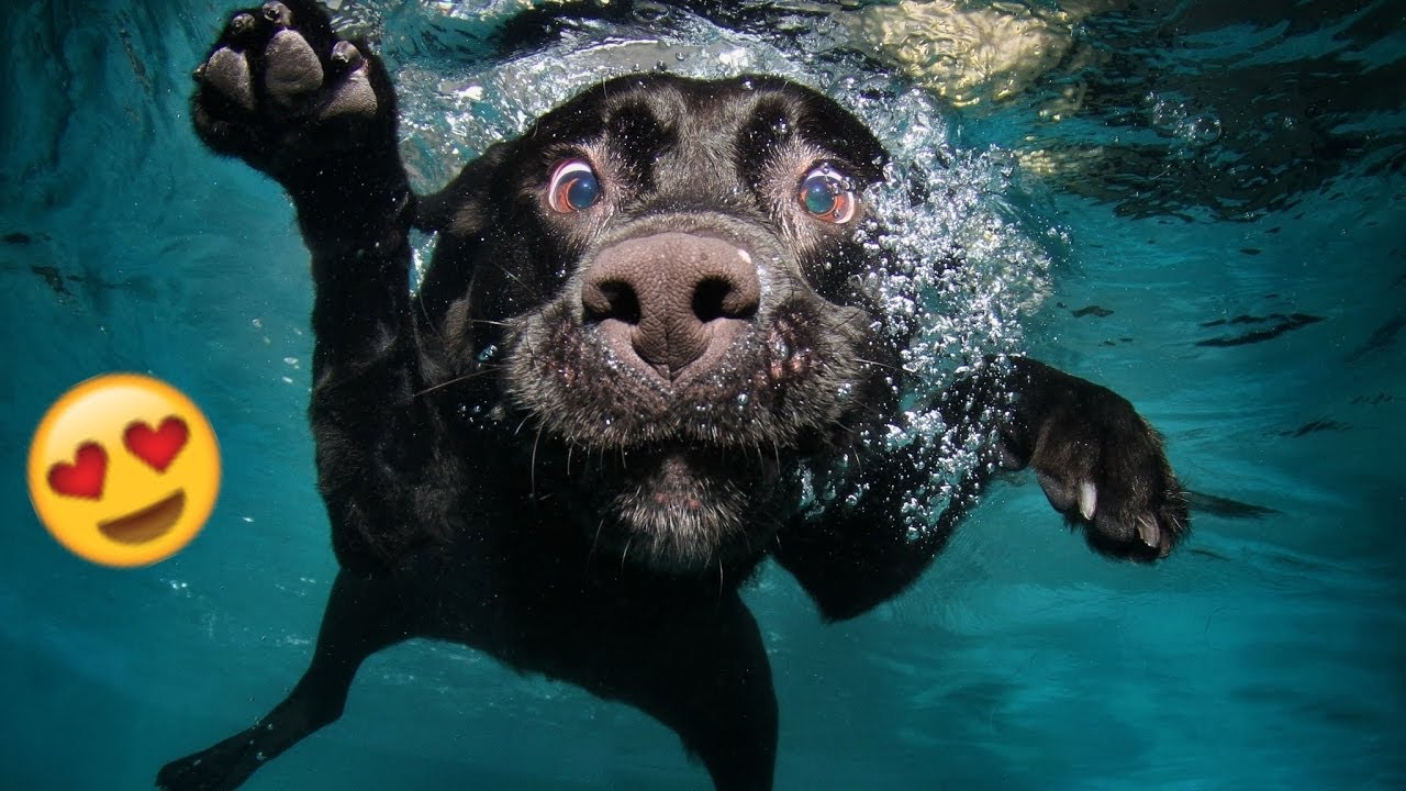 Funny Dog Reactions to Water - The Funniest Pets🐶😂 - YouTube