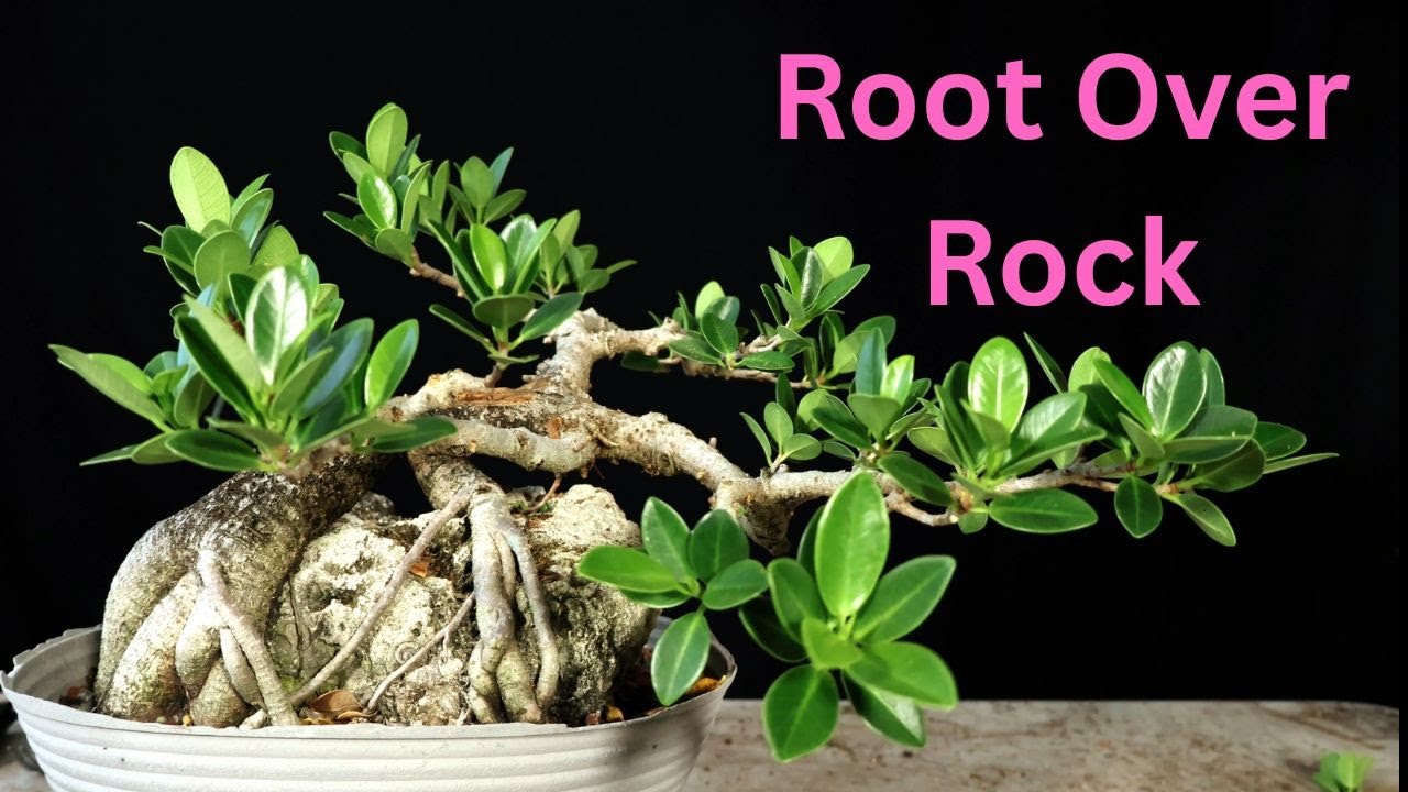Ficus Microcarpa Root Over Rock #3 - YouTube