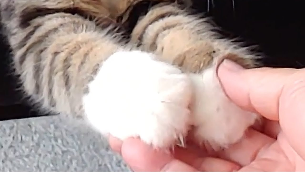 Double paws?! He trusts me! - YouTube