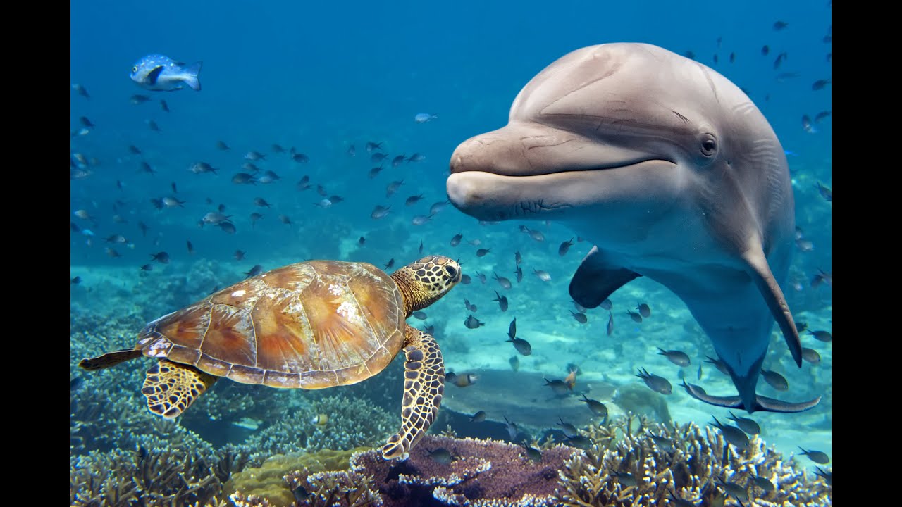 Dolphins: The Ocean's Most Majestic Creatures - YouTube