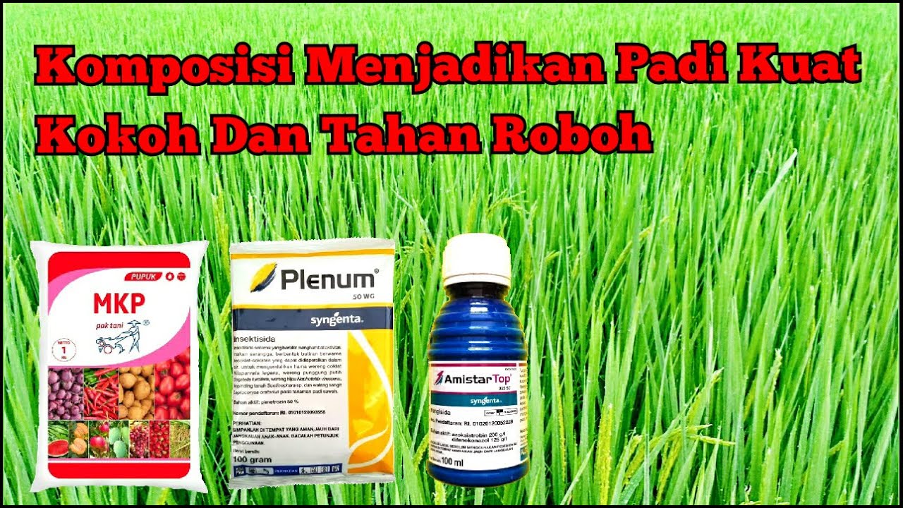 Komposisi Obat Menjadikan Padi Kuat Kokoh Tak Tertandingi - YouTube
