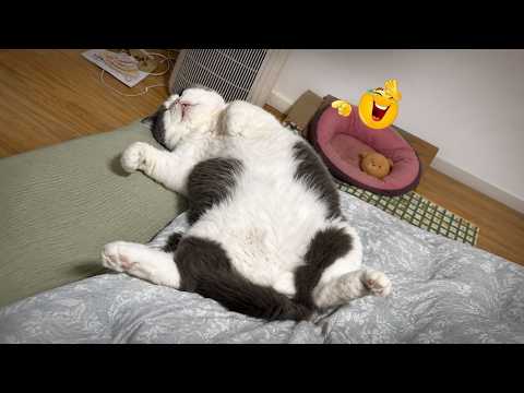 Best Cat Videos 🐈 | The Funniest Cat Moments You Need to See Today 🤣😹