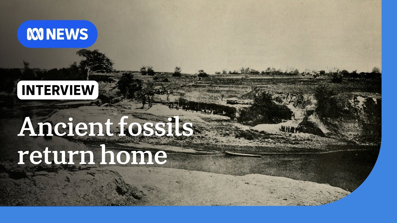 Java Man: Indonesia welcomes repatriation of ancient human fossils ...