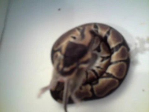 Ball python swallowing mouse - YouTube