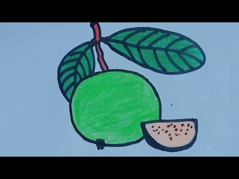 how to draw a guava drawing video step by step method ||@AryaDrawingArt ...