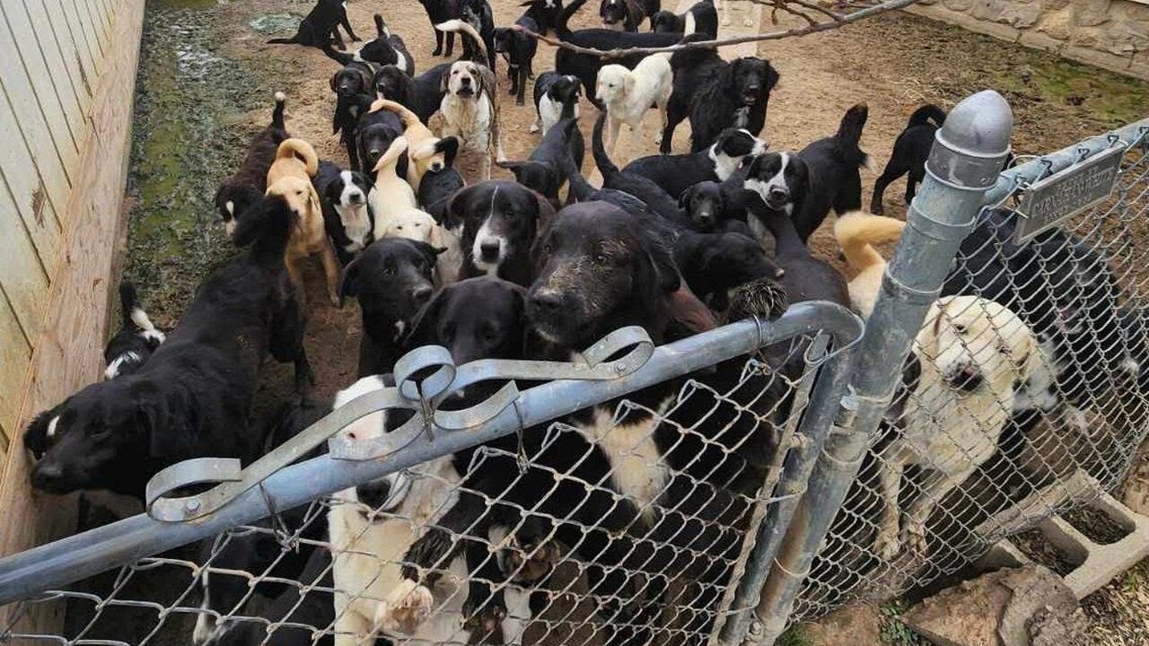 Rescue One asking for help as it tries to rehome 60 dogs from property ...