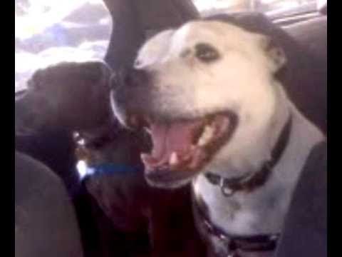 Staffordshire Bull Terrier - Crazy Sounds - YouTube