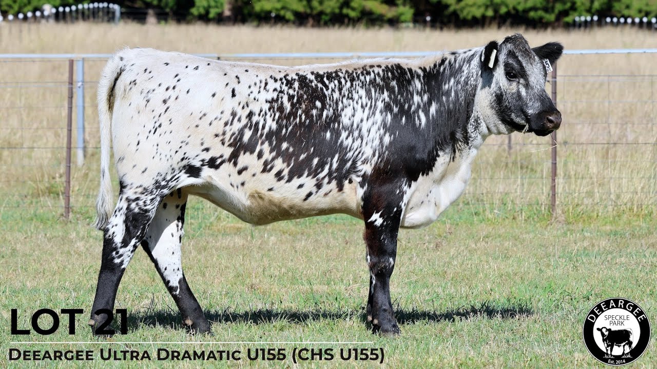 LOT 21 Deeargee Ultra Dramatic U155 CHS U155 - YouTube