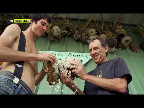 Dünyadaki Tohum Savaşları: İnsanlık ile Tarım Şirketlerinin Savaşı