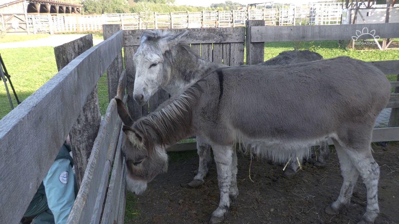 MMG - Parlagi szamár - őshonos háziállatfajtánk - YouTube