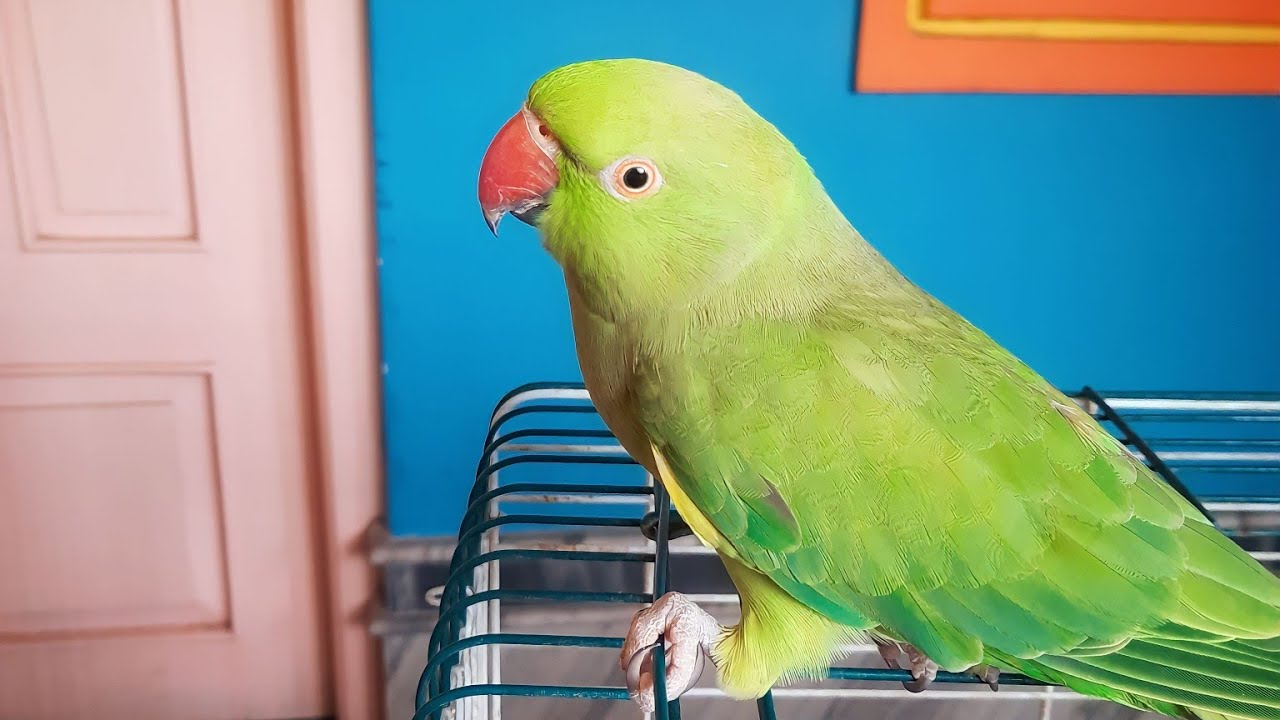 Construction of tomb in the memory of our loving parrot who left us ...