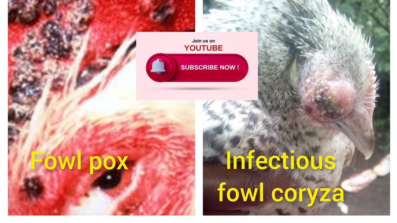 Infectious Fowl Coryza and Fowl Pox - YouTube