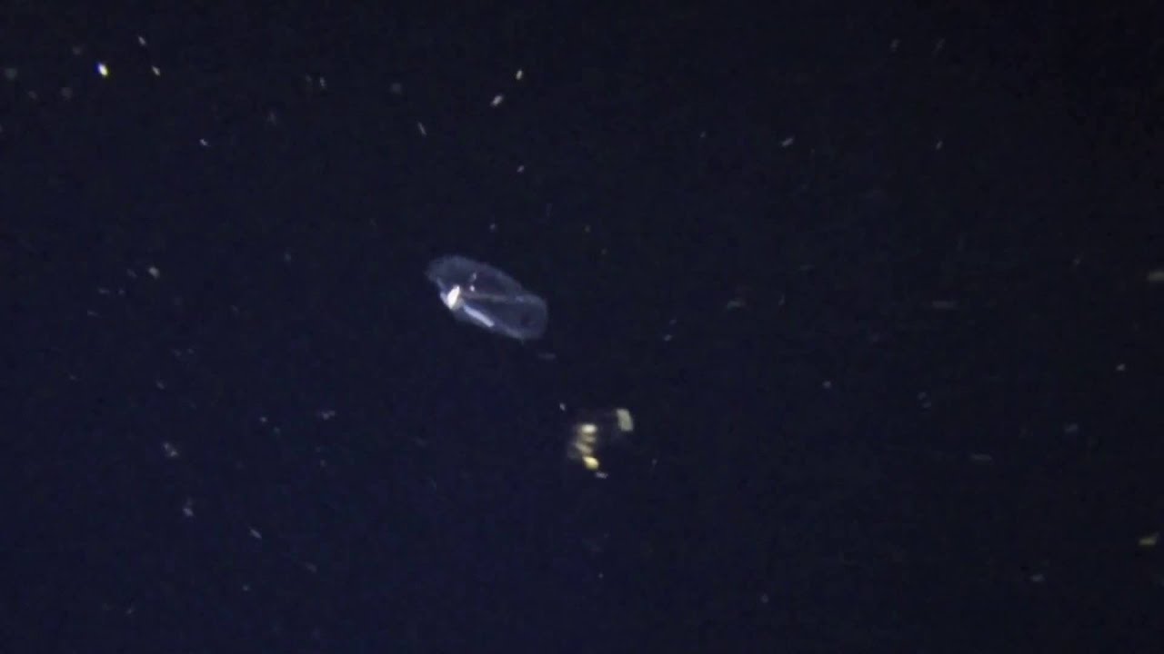 Pelagic Magic Night Dive - YouTube